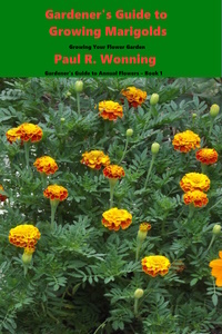 Gardener’s Guide to Growing Marigolds – Mossy Feet Books – Author Paul ...