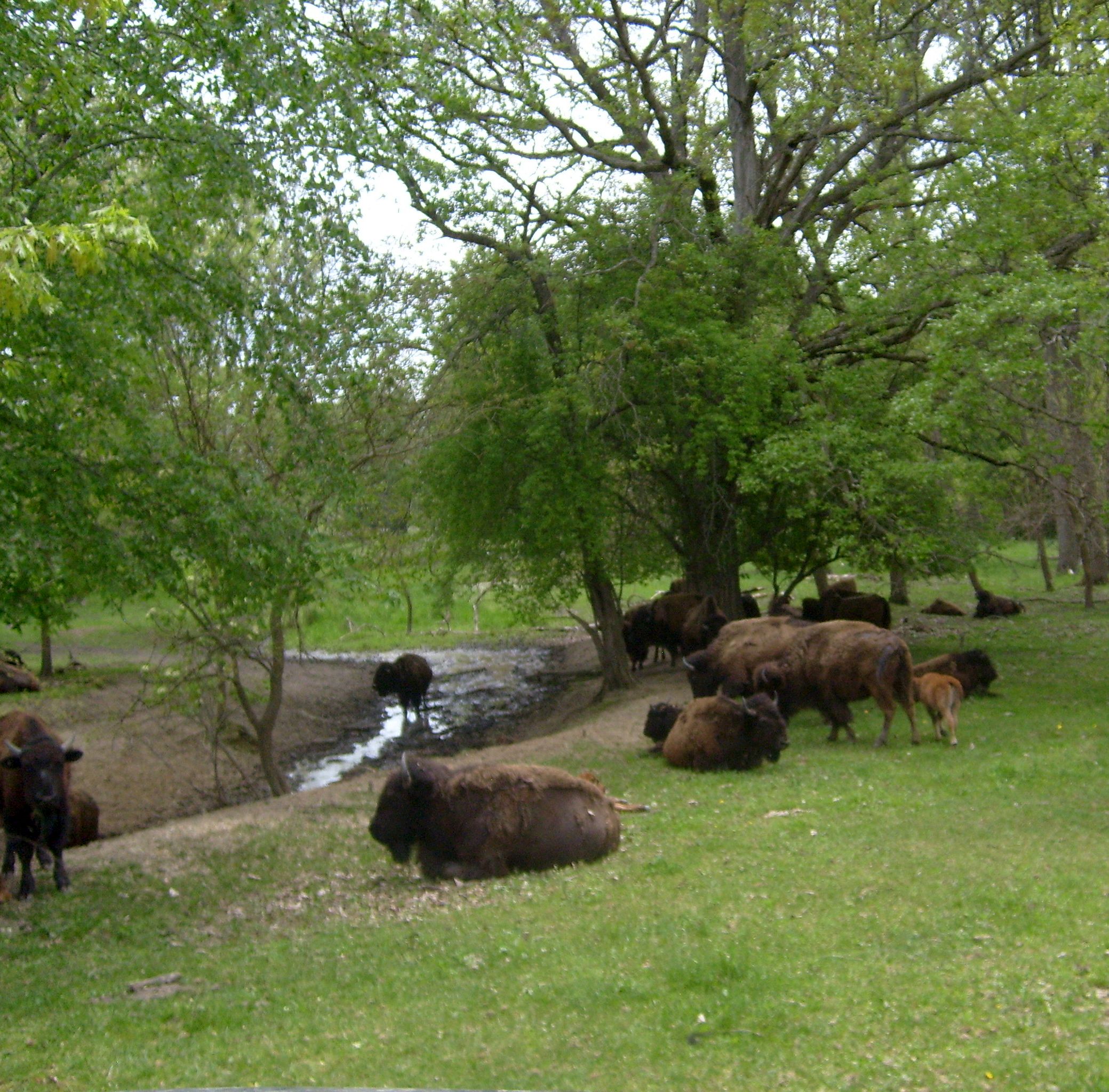 Indiana Photo Gallery – Wild Winds Buffalo Preserve – Mossy Feet Books ...