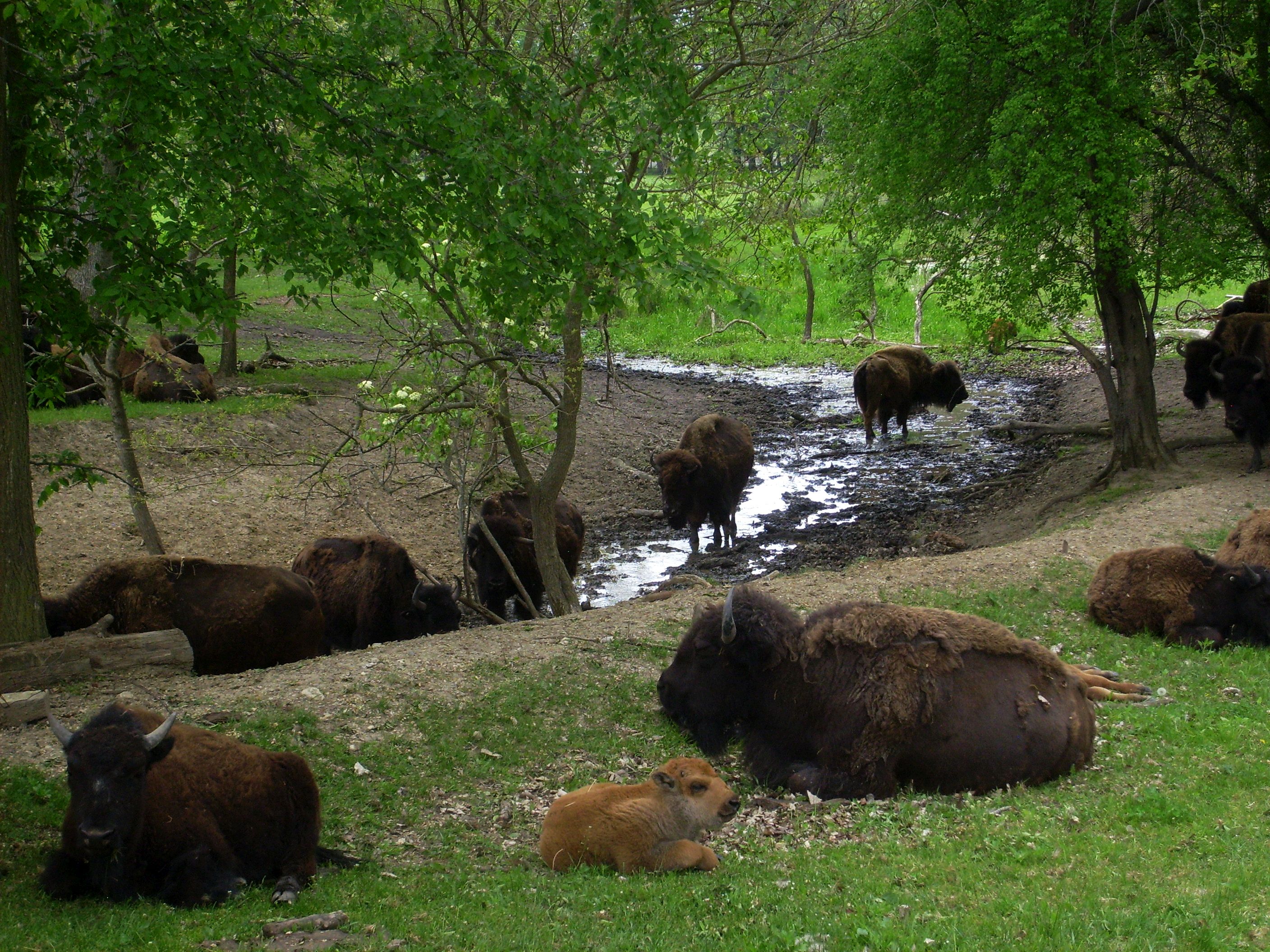 Indiana Photo Gallery – Wild Winds Buffalo Preserve – Mossy Feet Books ...