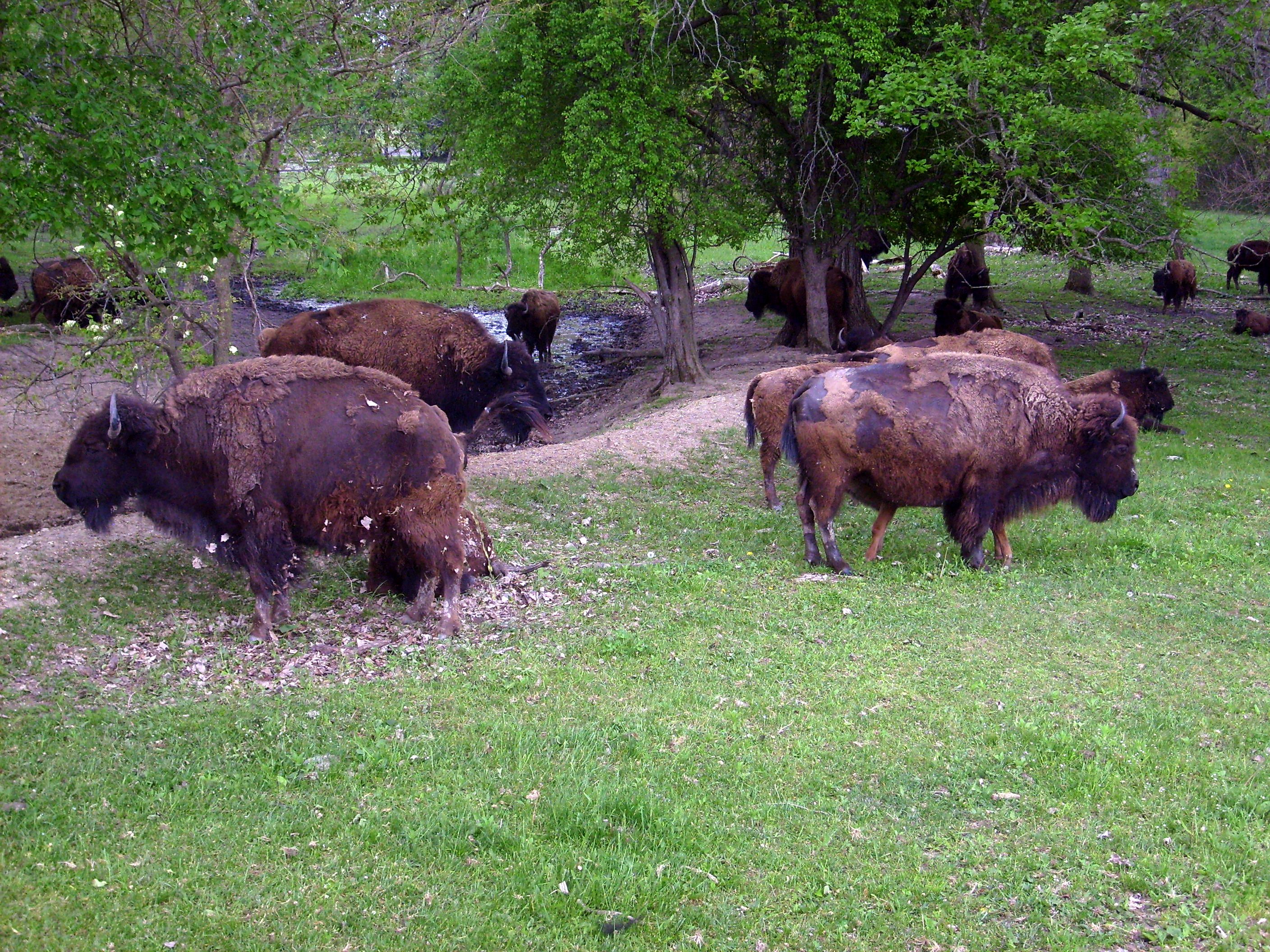 Indiana Photo Gallery – Wild Winds Buffalo Preserve – Mossy Feet Books ...