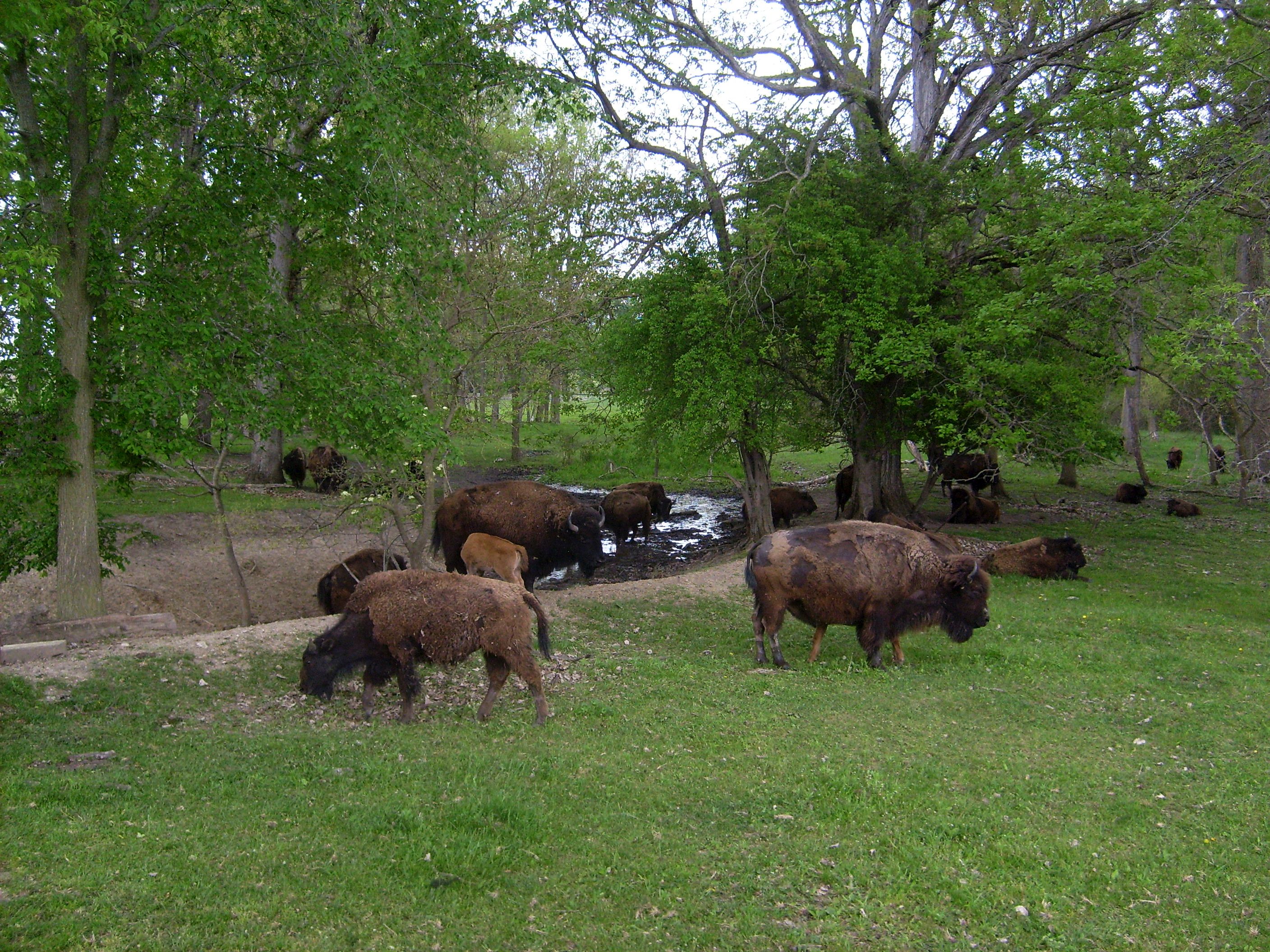 Indiana Photo Gallery – Wild Winds Buffalo Preserve – Mossy Feet Books ...