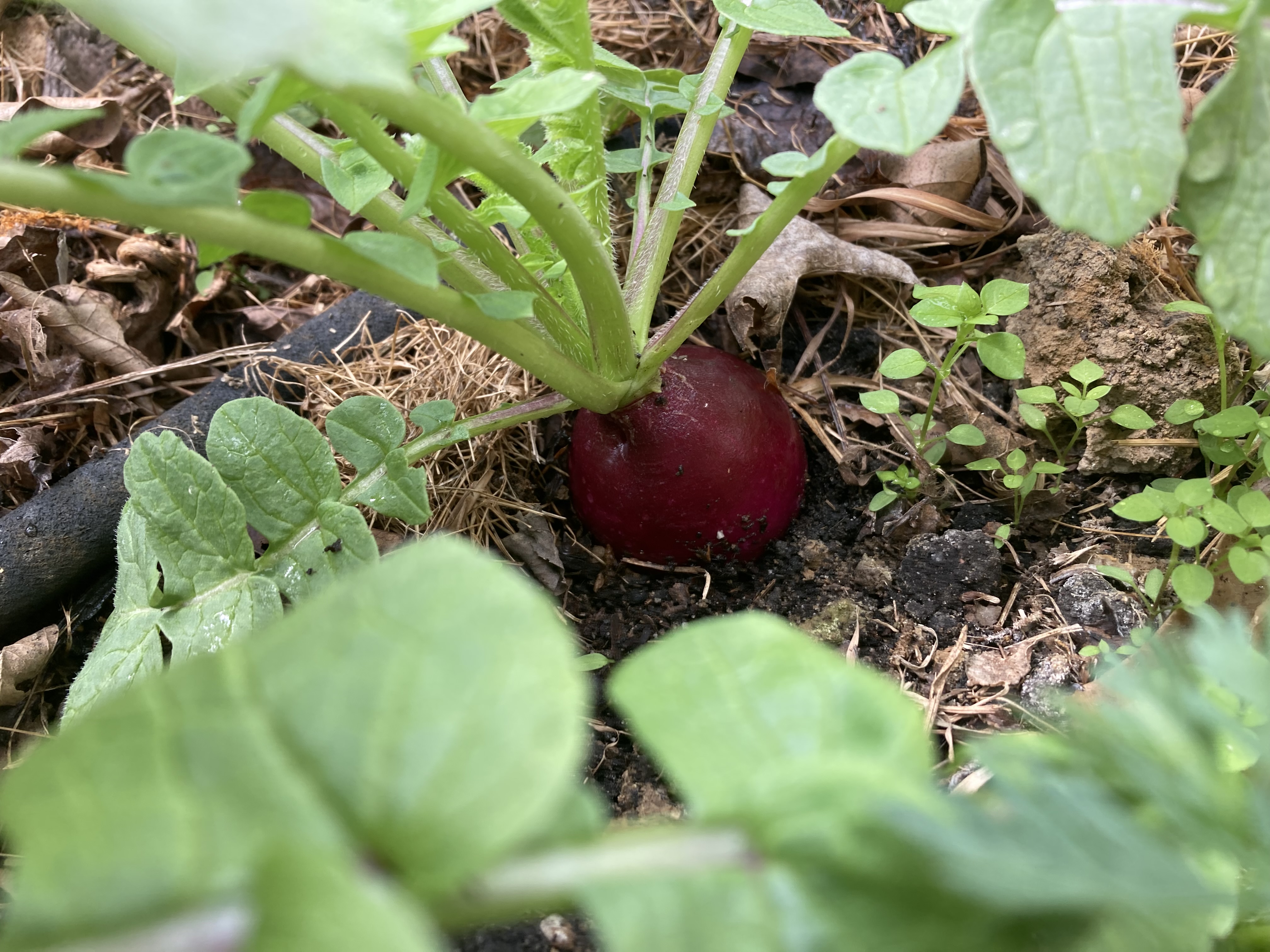 The Quick and Easy Radish – Mossy Feet Books – Author Paul R. Wonning