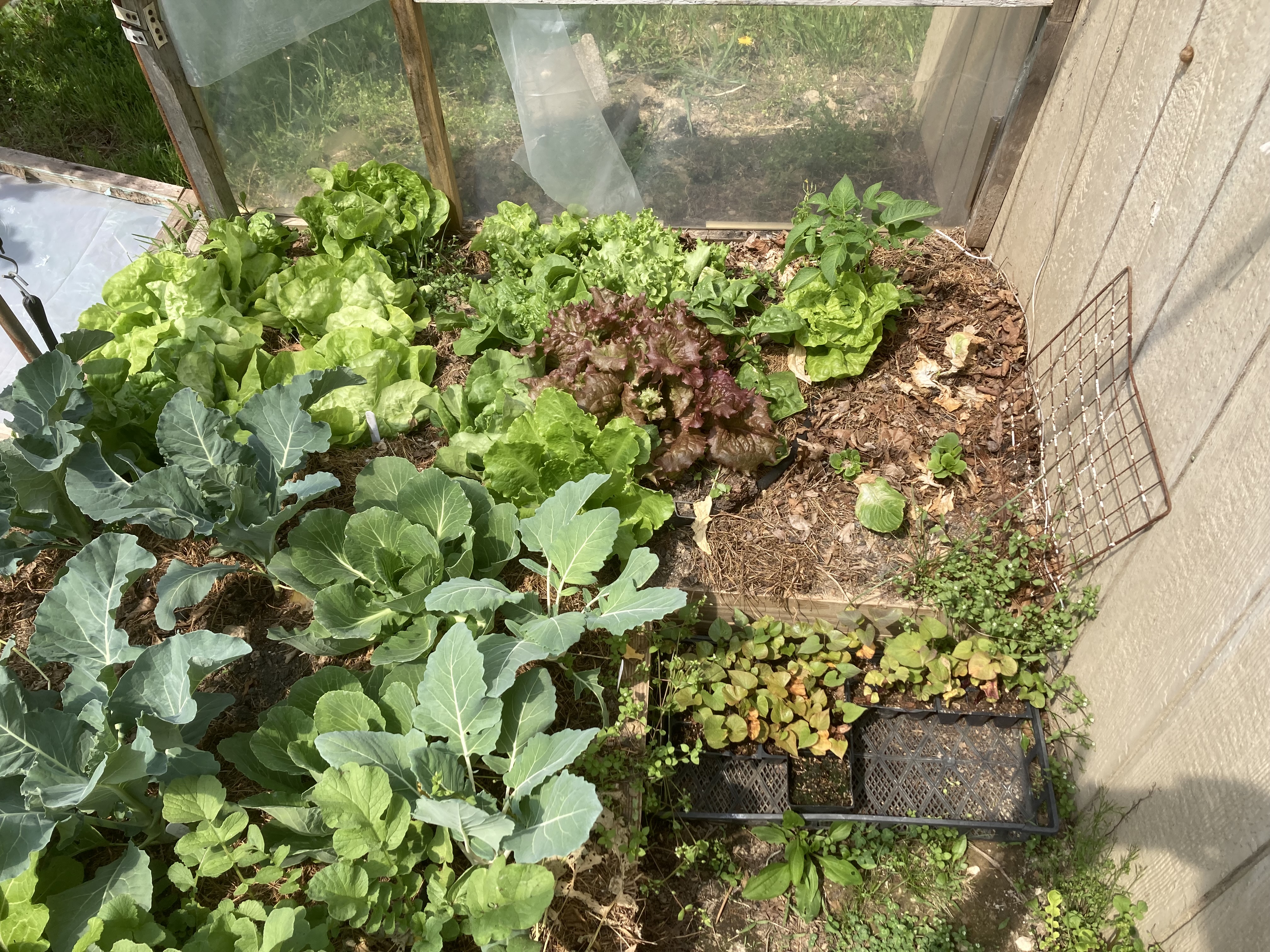 Square Foot Gardening – Mossy Feet Books – Author Paul R. Wonning