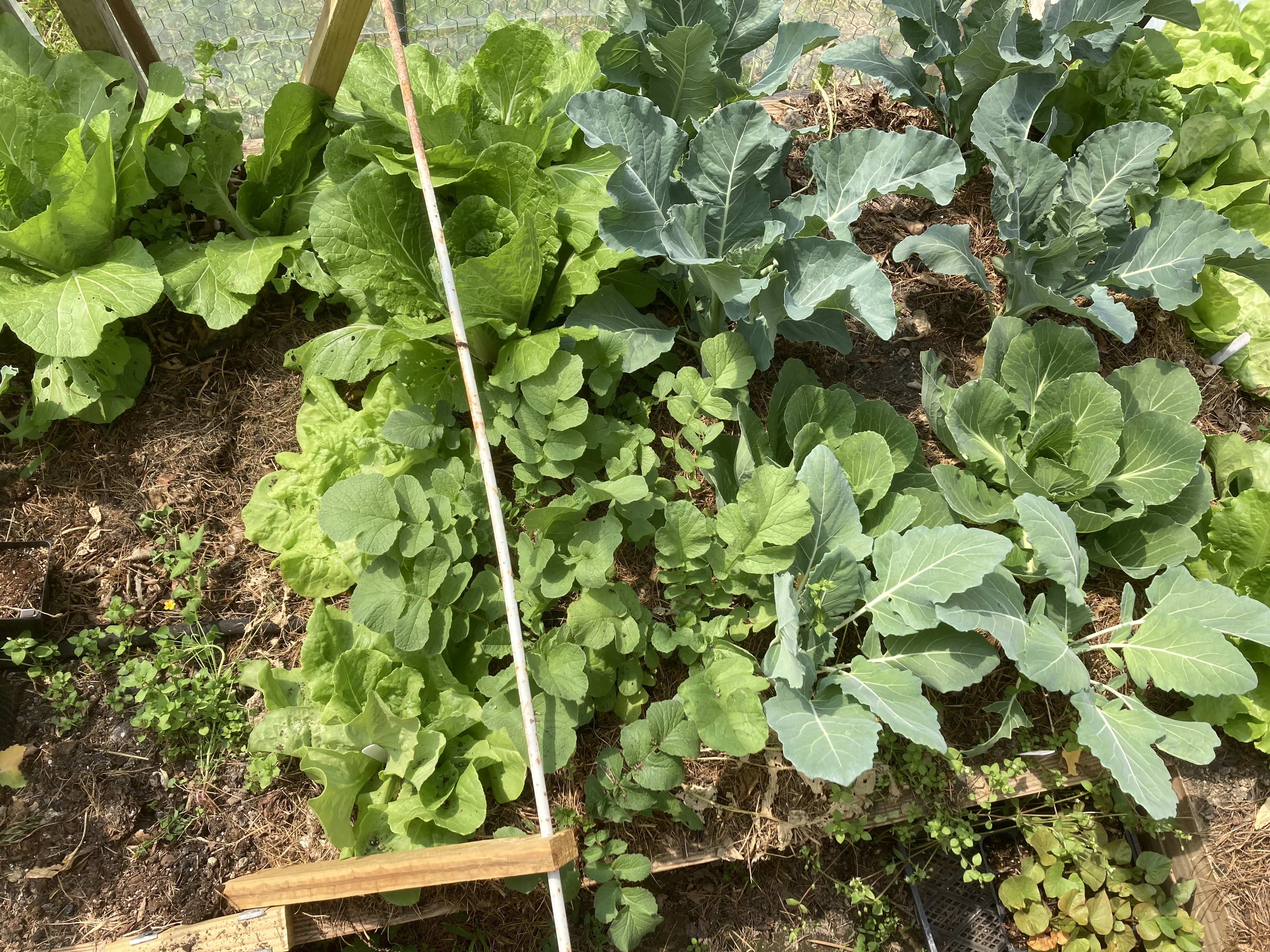 Square Foot Gardening – Mossy Feet Books – Author Paul R. Wonning