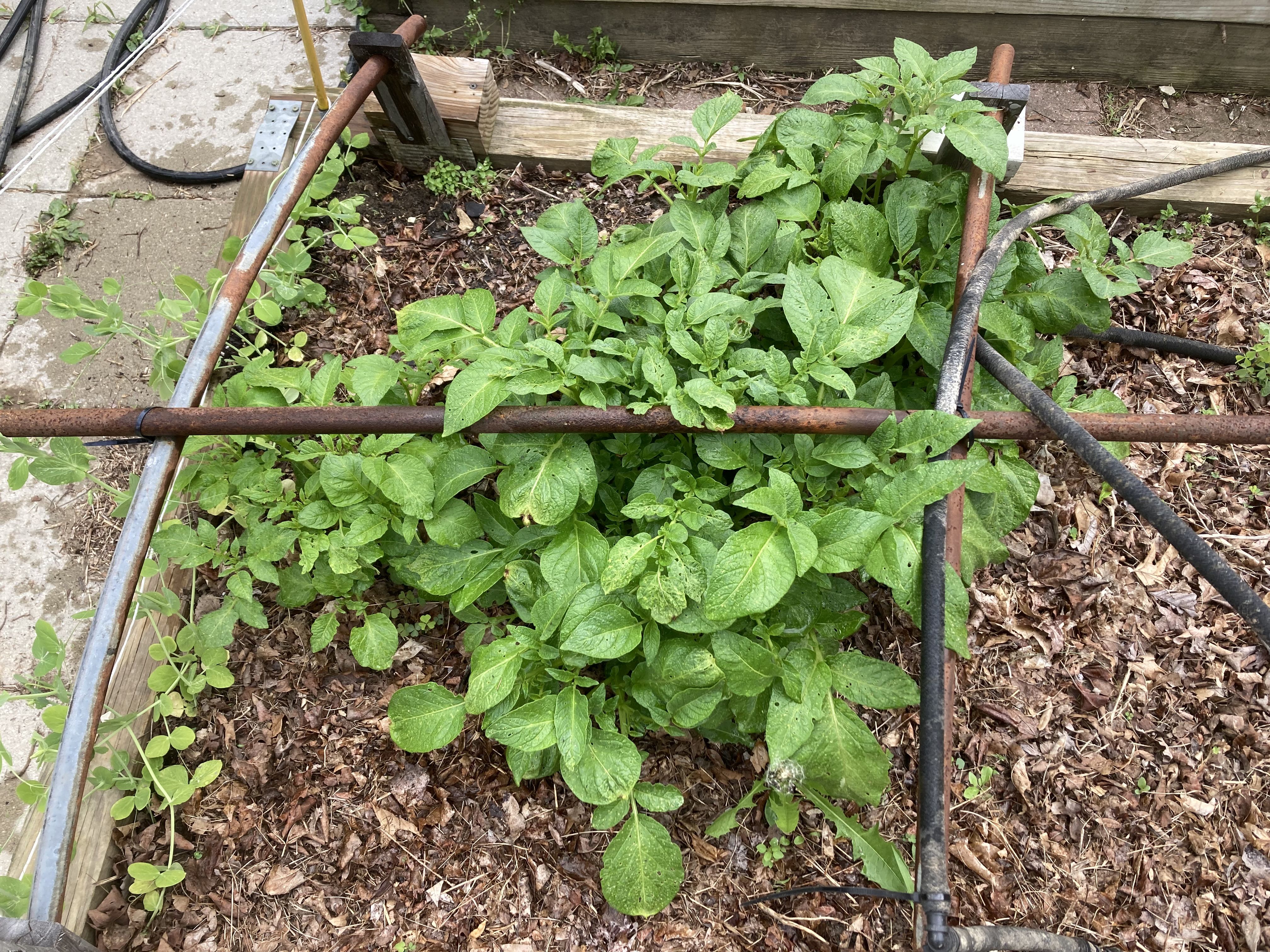 Square Foot Gardening – Mossy Feet Books – Author Paul R. Wonning