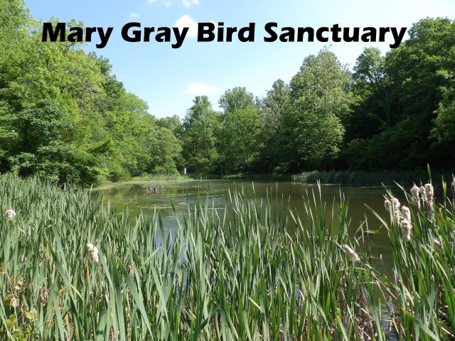 The Mary Alice Gray Bird Sanctuary – Mossy Feet Books – Author Paul R ...